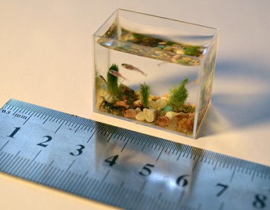 World’s Smallest Aquarium : Fish Tank Holds Two Teaspoons of Water ...